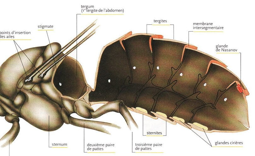 La Función Del Exoesqueleto Quitinoso En Los Insectos